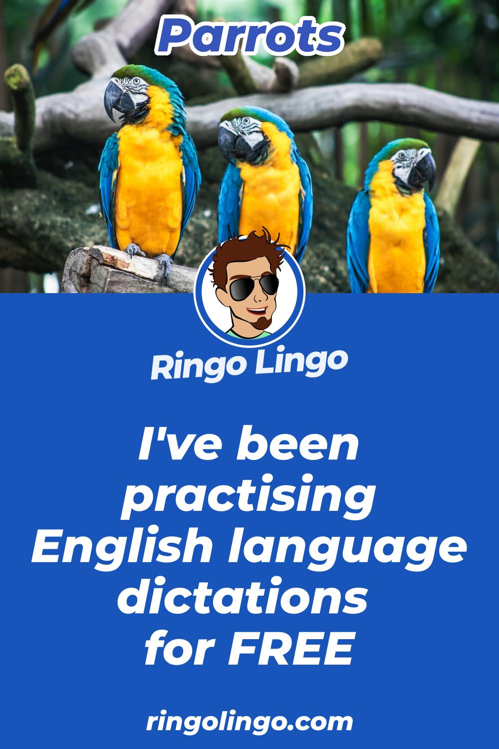 Parrots – Ringo Lingo